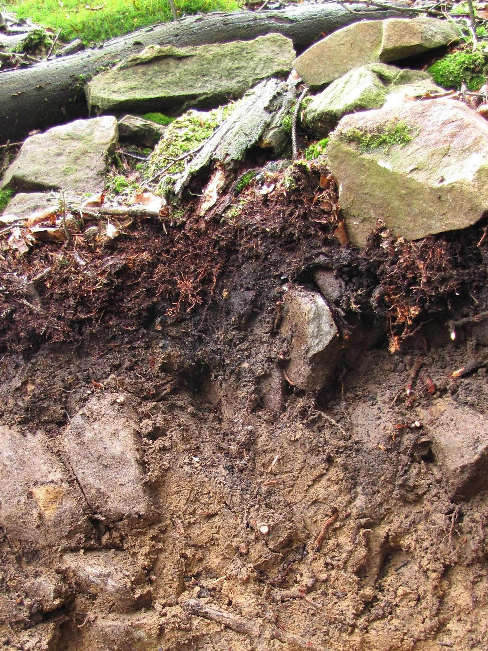Bodentyp: Podsolige Braunerde – Forestbook